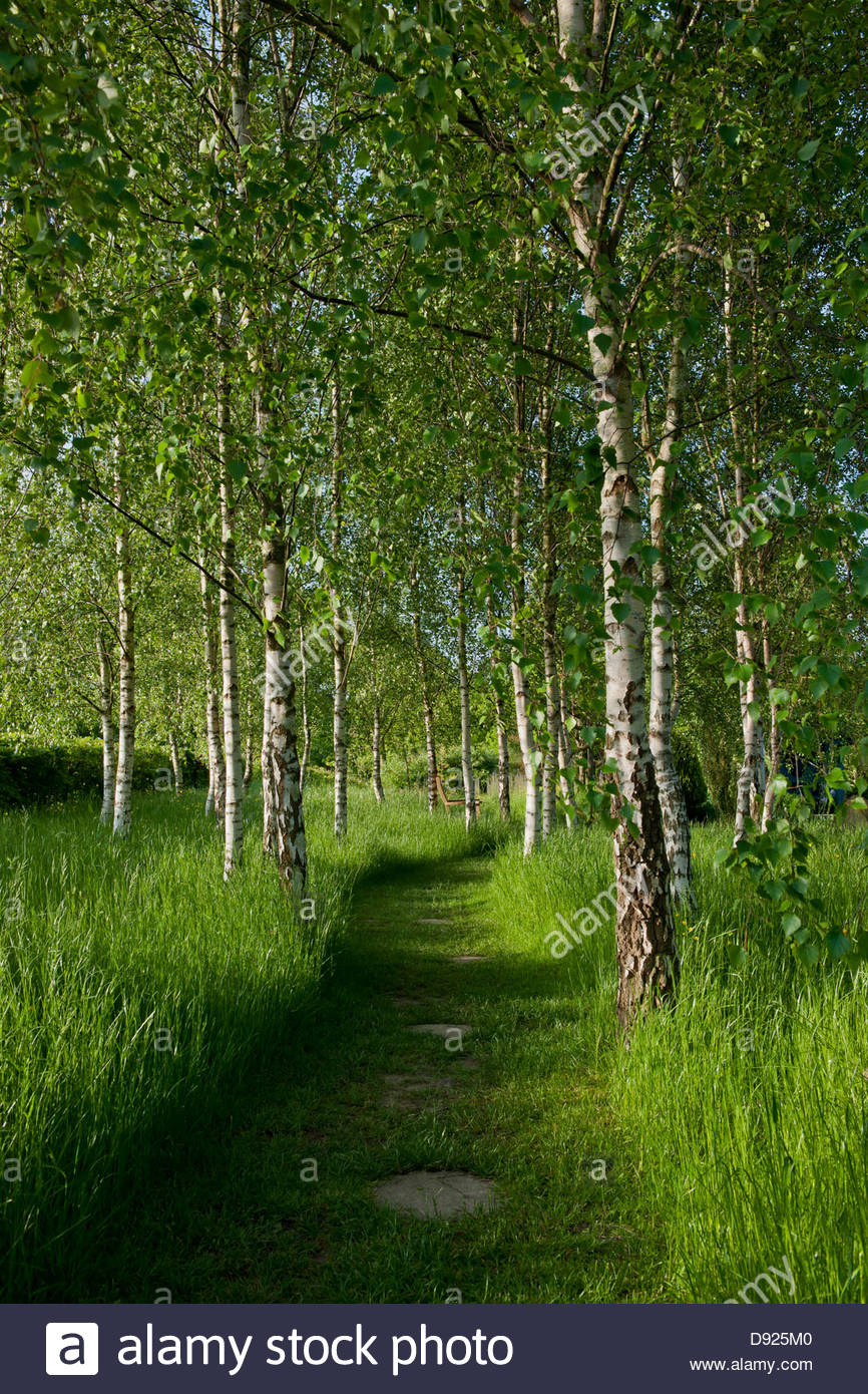 Stand Of Birch Trees Stock Photos & Stand Of Birch Trees Stock Images ...