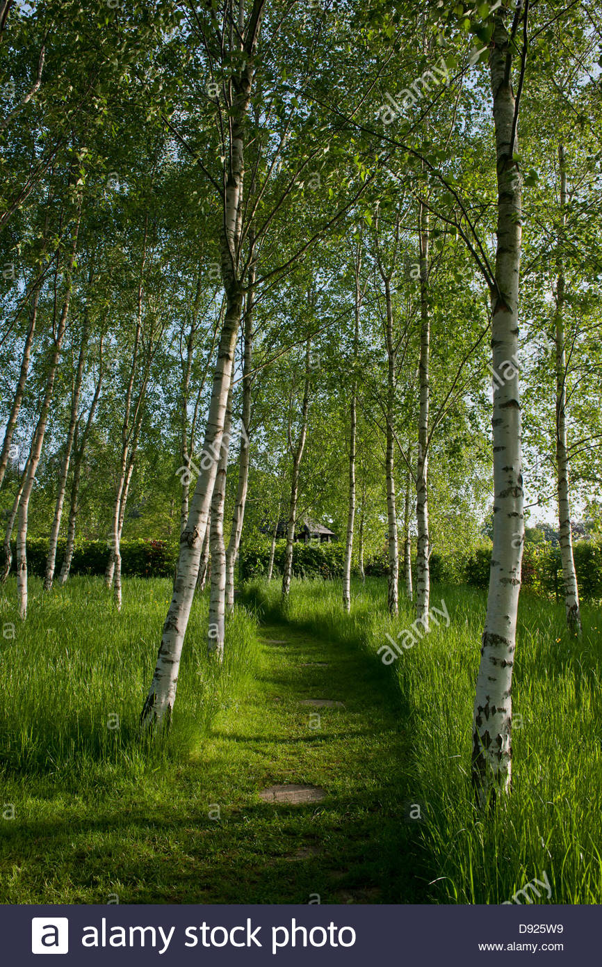Betula Pendula Stock Photos & Betula Pendula Stock Images - Alamy