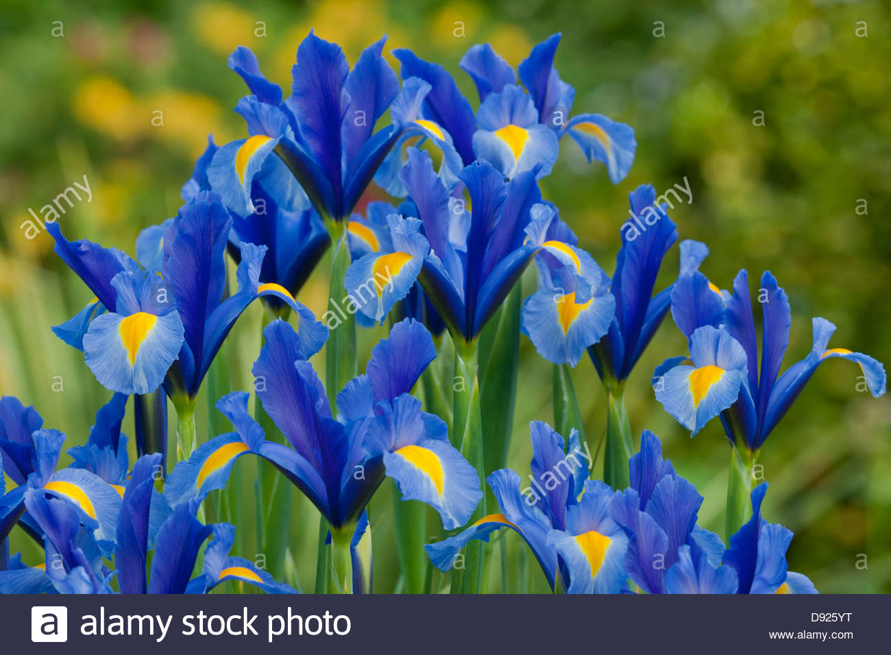 Dutch Iris hollandica Sapphire Beauty summer flower May bulbous Stock ...