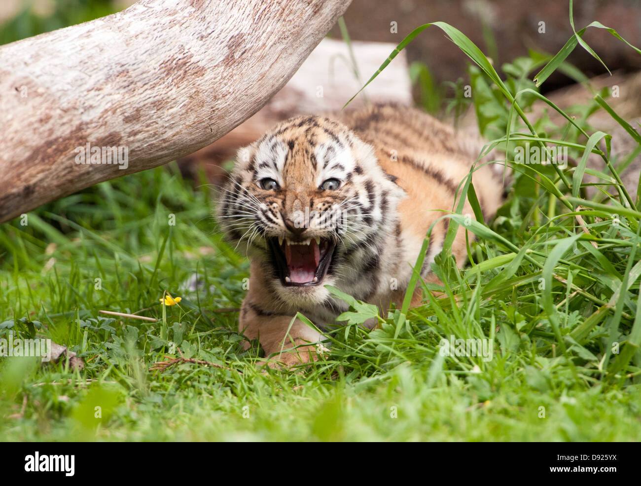 Snarling siberian tiger hi-res stock photography and images - Alamy