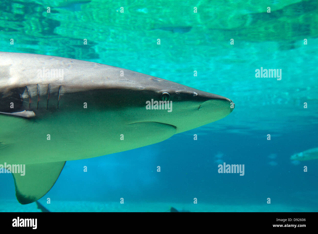 Sea life, Seaworld, Gold Coast, Qld Australia Stock Photo - Alamy