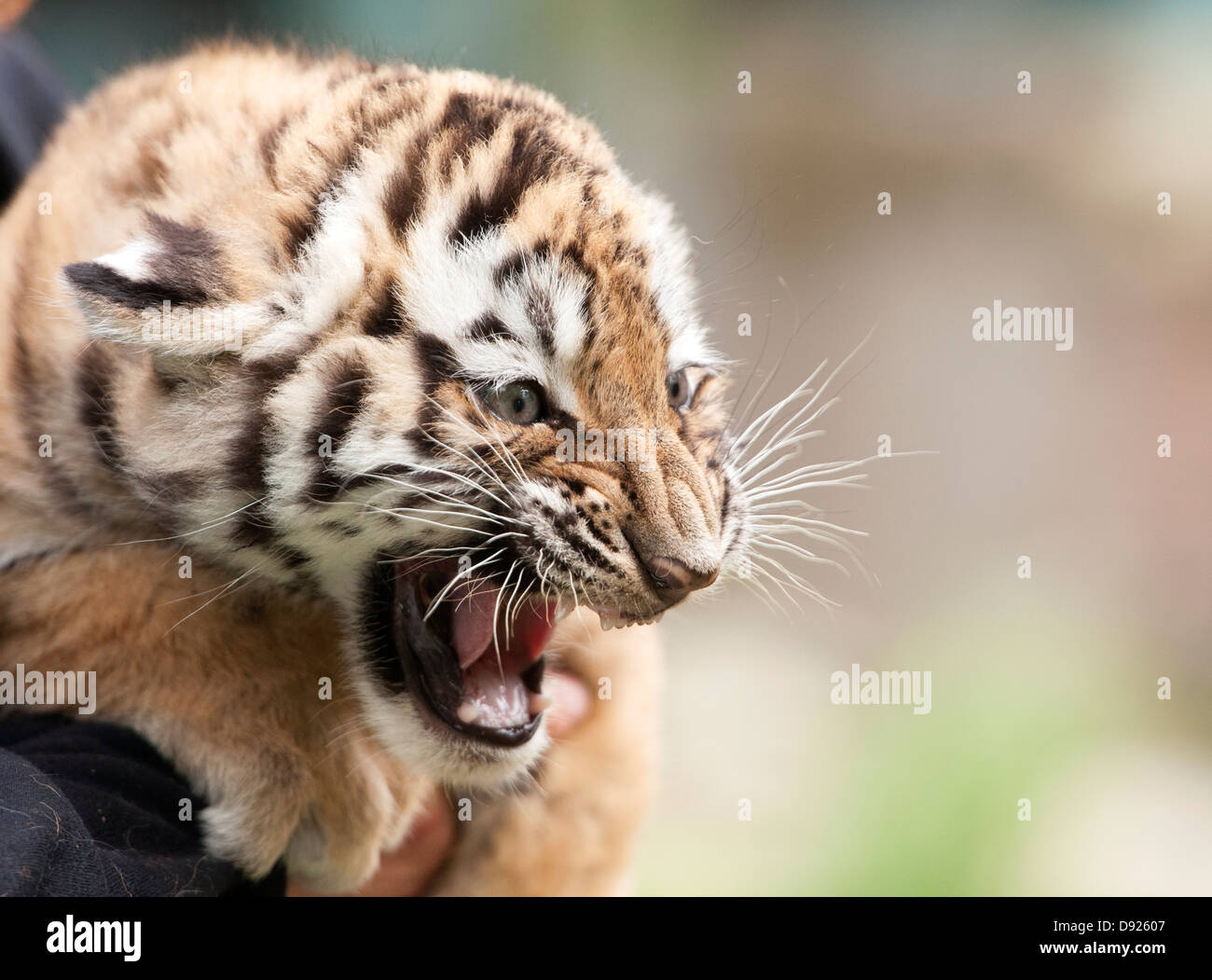 Captive siberian tiger cub hi-res stock photography and images - Alamy