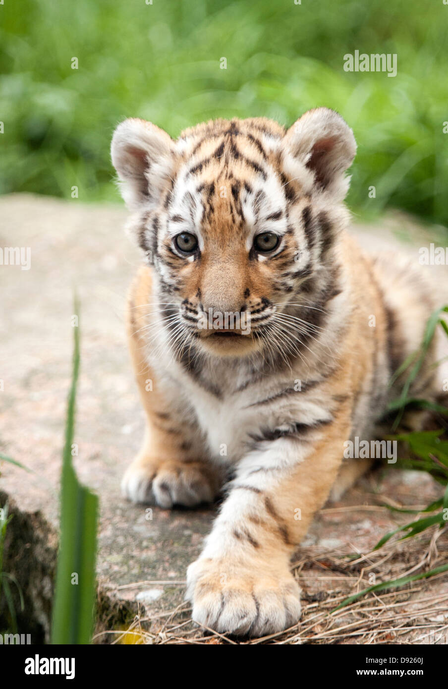 Eight-week-old Amur tiger cub looking towards camera Stock Photo - Alamy