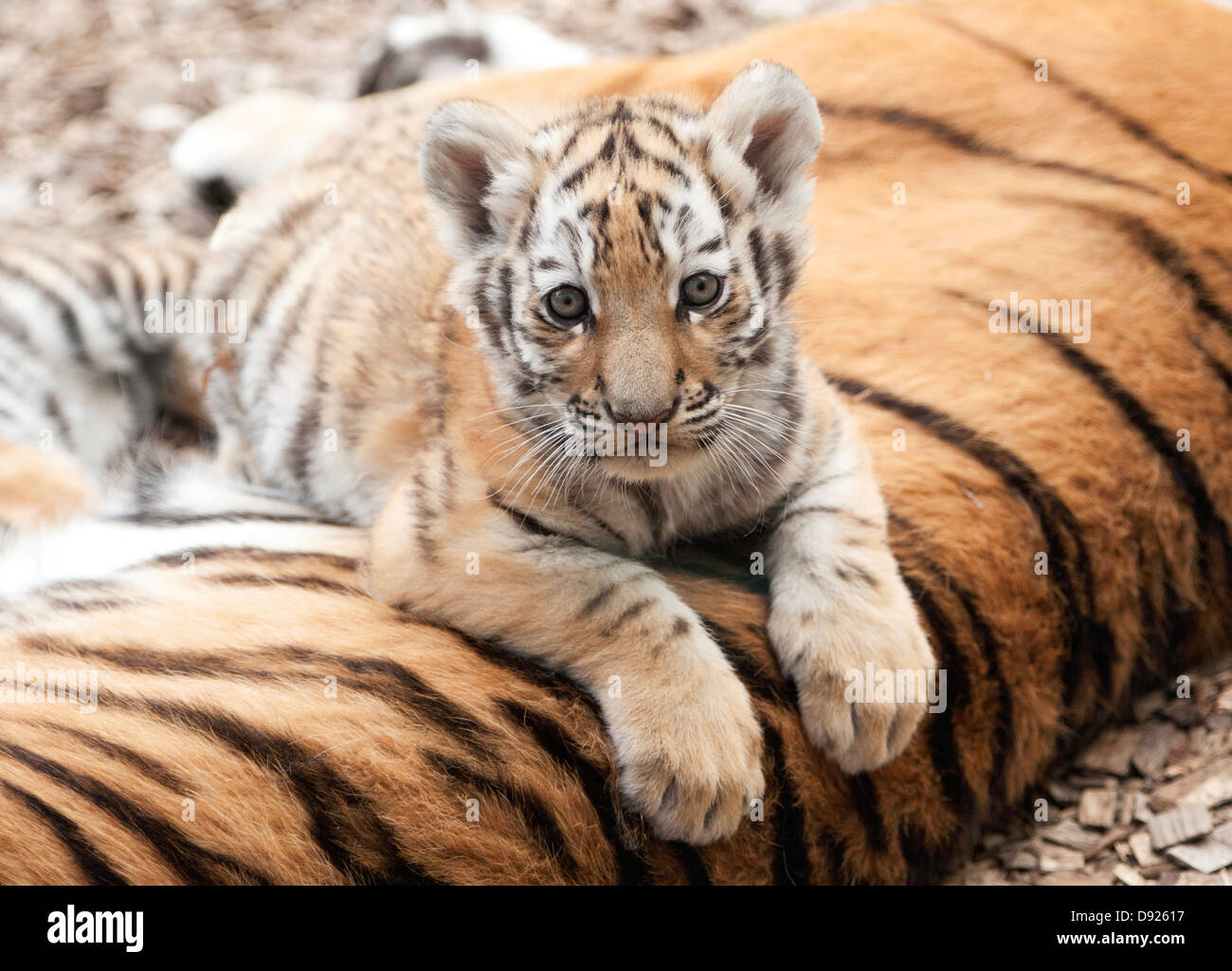 Eight-week-old Amur tiger cub lying on its mother Stock Photo - Alamy