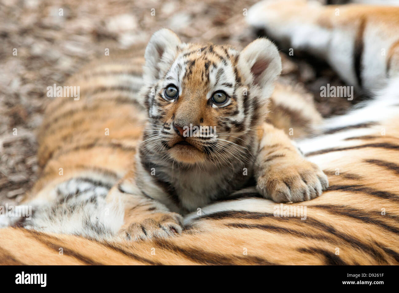Cute Tiger Cubs Wallpapers