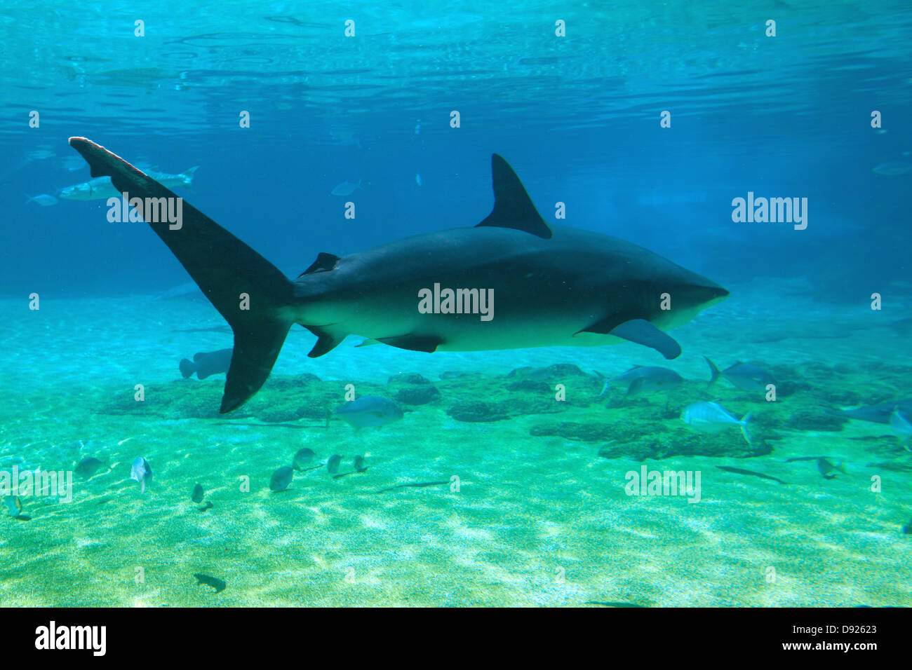 Sea life, Seaworld, Gold Coast, Qld Australia Stock Photo - Alamy