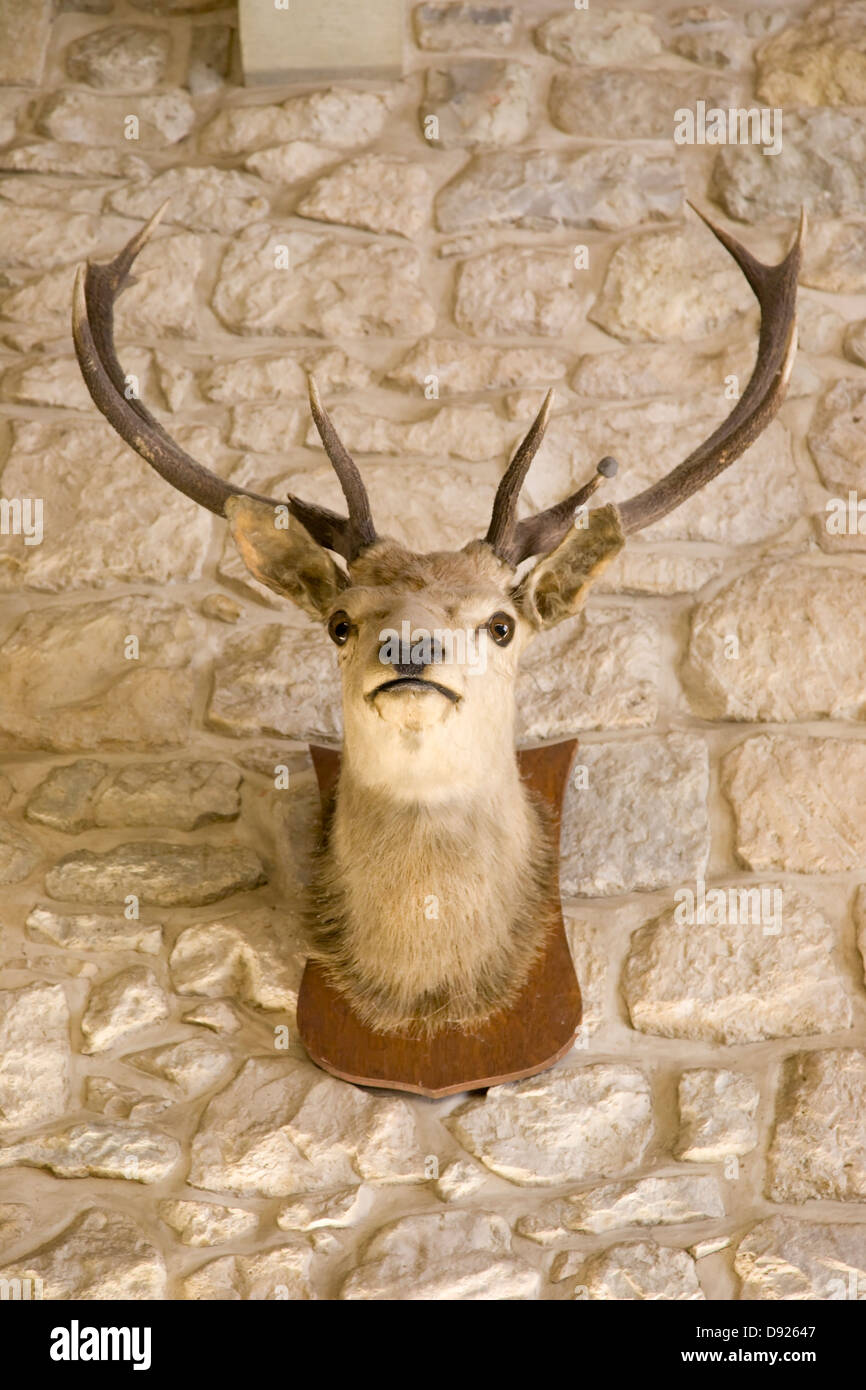 Stag hunting trophy on hi-res stock photography and images - Alamy