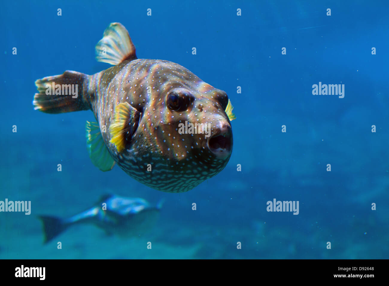 Sea life, Seaworld, Gold Coast, Qld Australia Stock Photo - Alamy