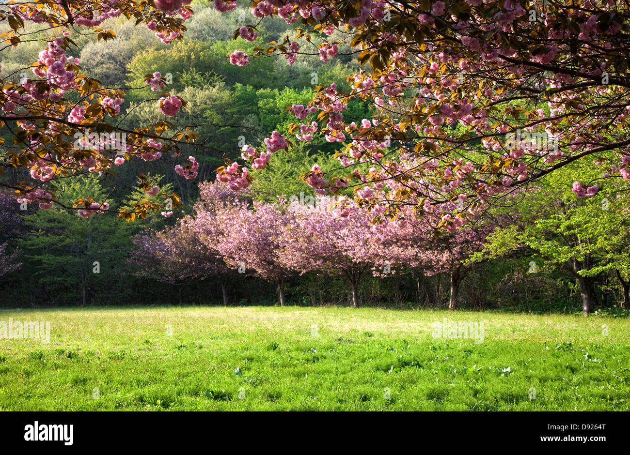 Cherry blossoms and fresh spring leaves, Akita, Japan Stock Photo - Alamy