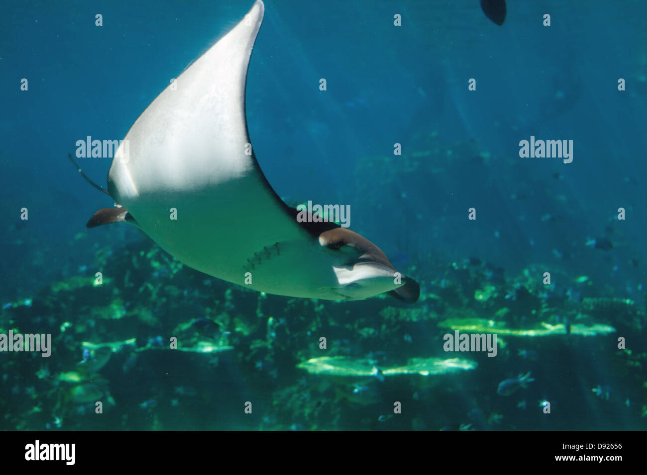 Sea life, Seaworld, Gold Coast, Qld Australia Stock Photo - Alamy