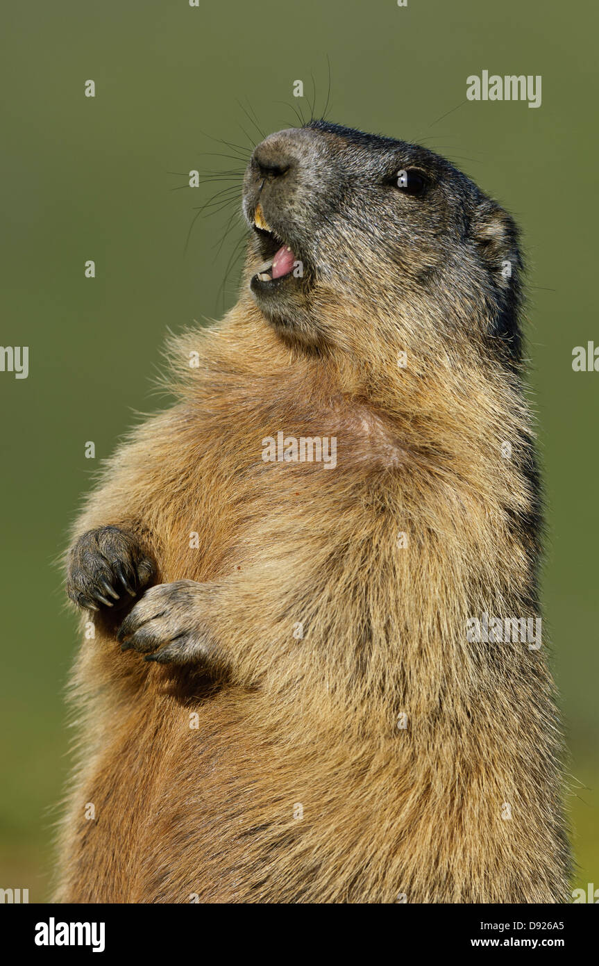 Murmeltier, Alpine Marmot, Marmota marmota Stock Photo - Alamy