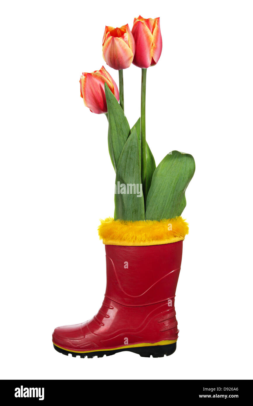 Three flowers in high boot isolated on white Stock Photo - Alamy
