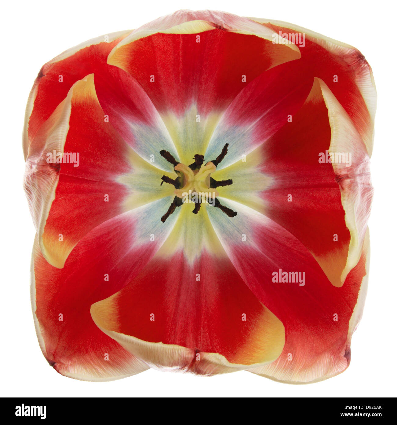 Yellow star tulip hi-res stock photography and images - Alamy