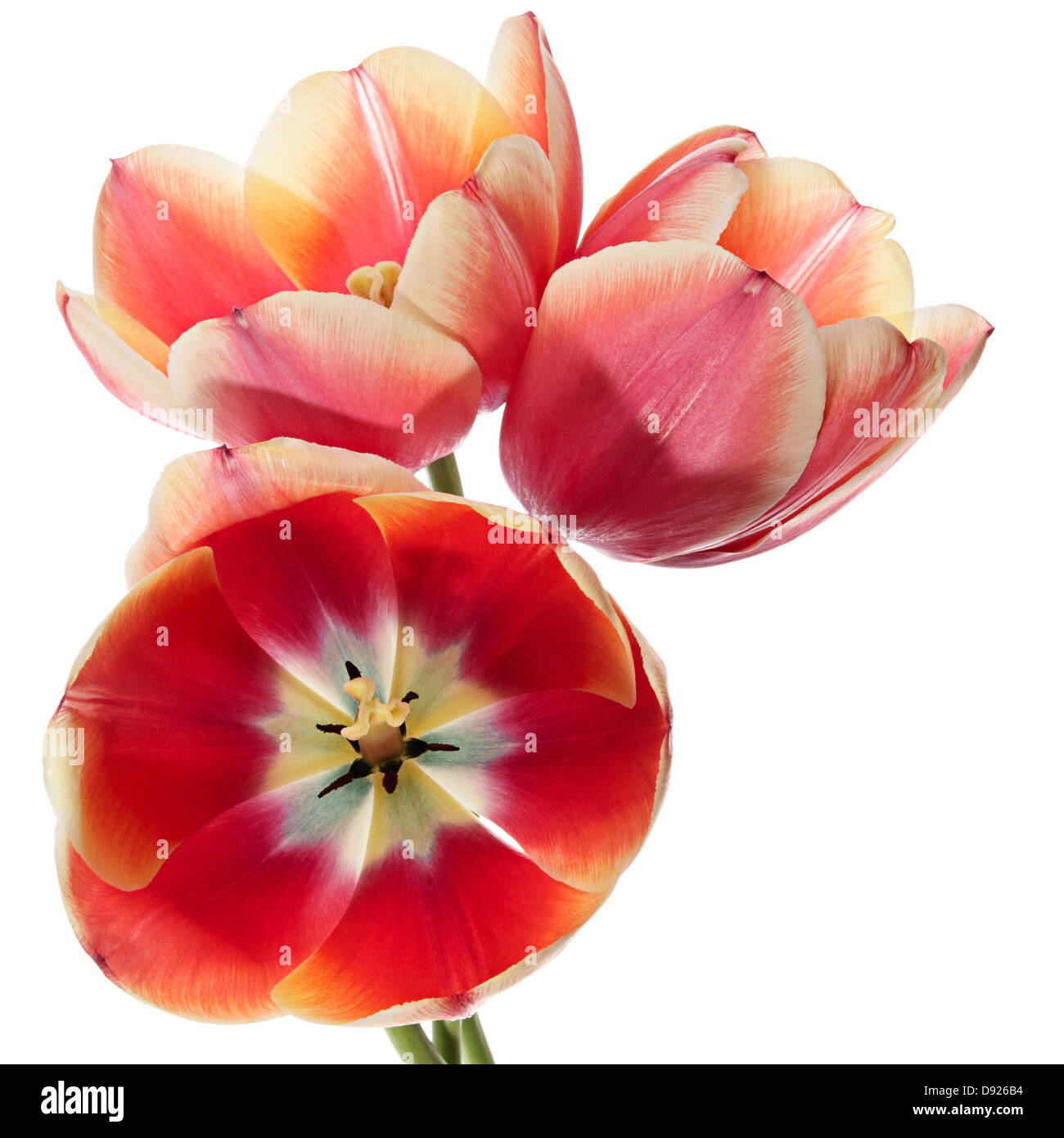 Large tulip flower hi-res stock photography and images - Alamy