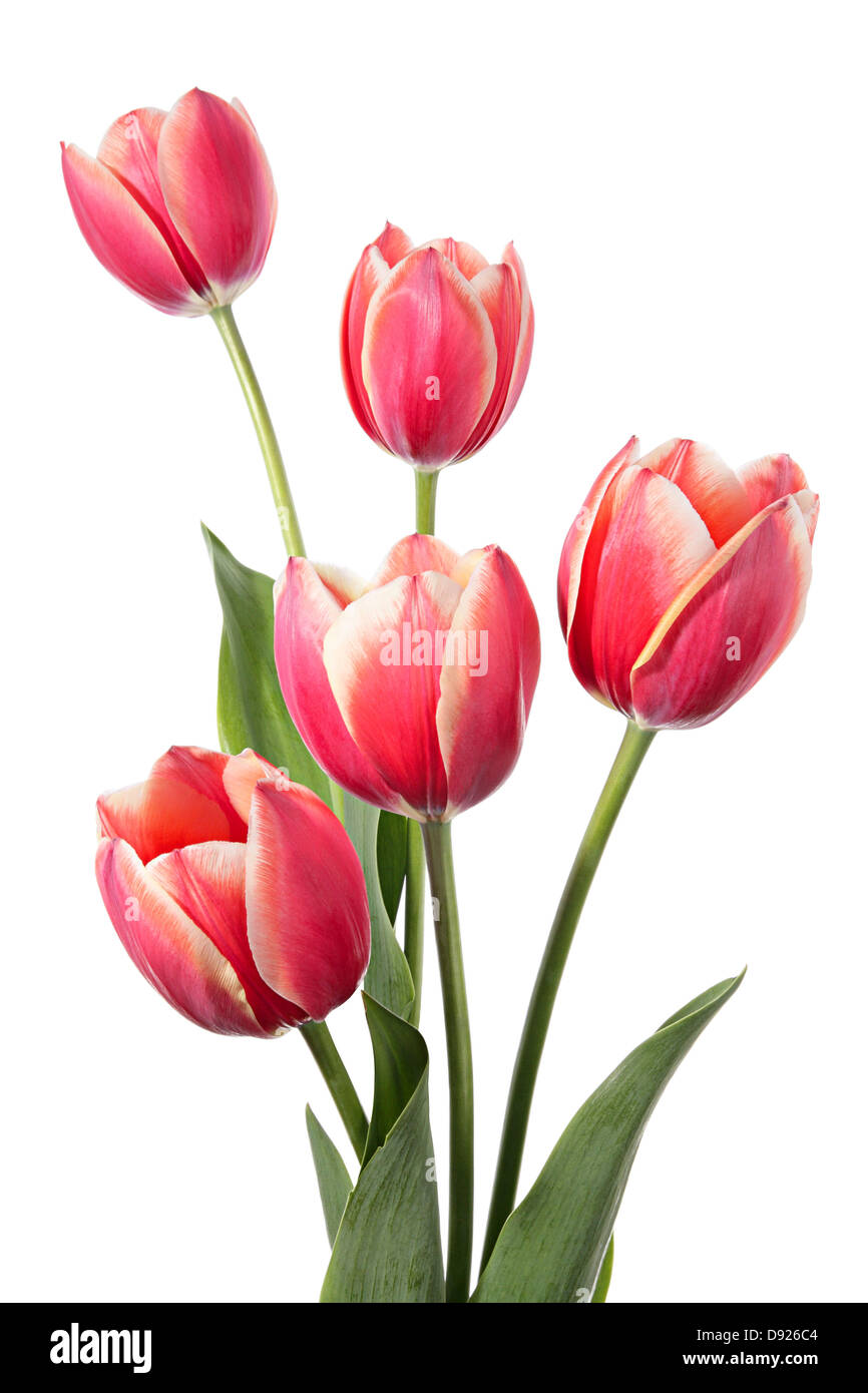 New arrangement flowers design. Isolated on white Stock Photo - Alamy