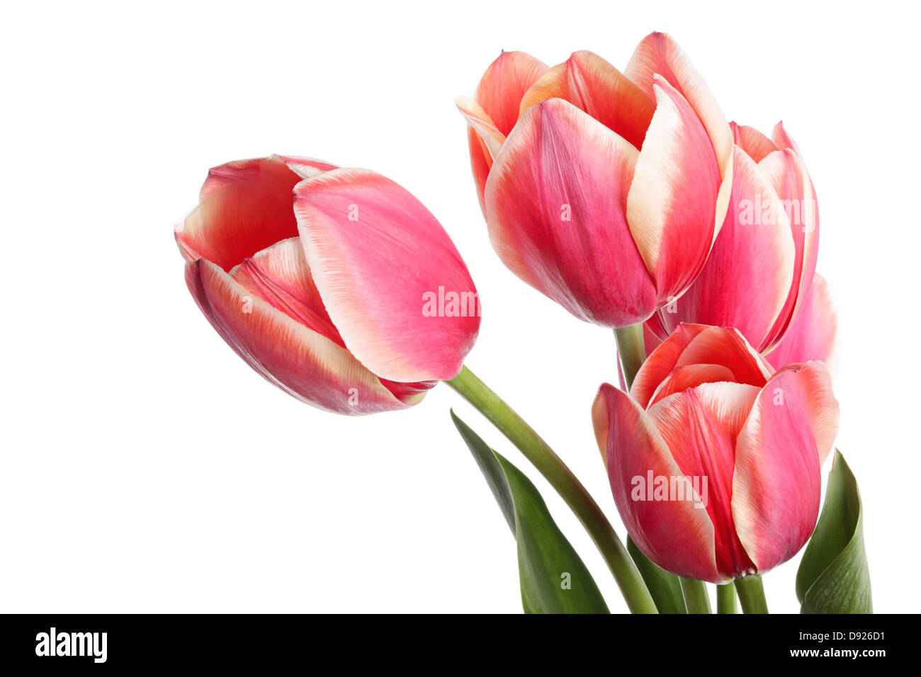Huge Tulips Bouquet