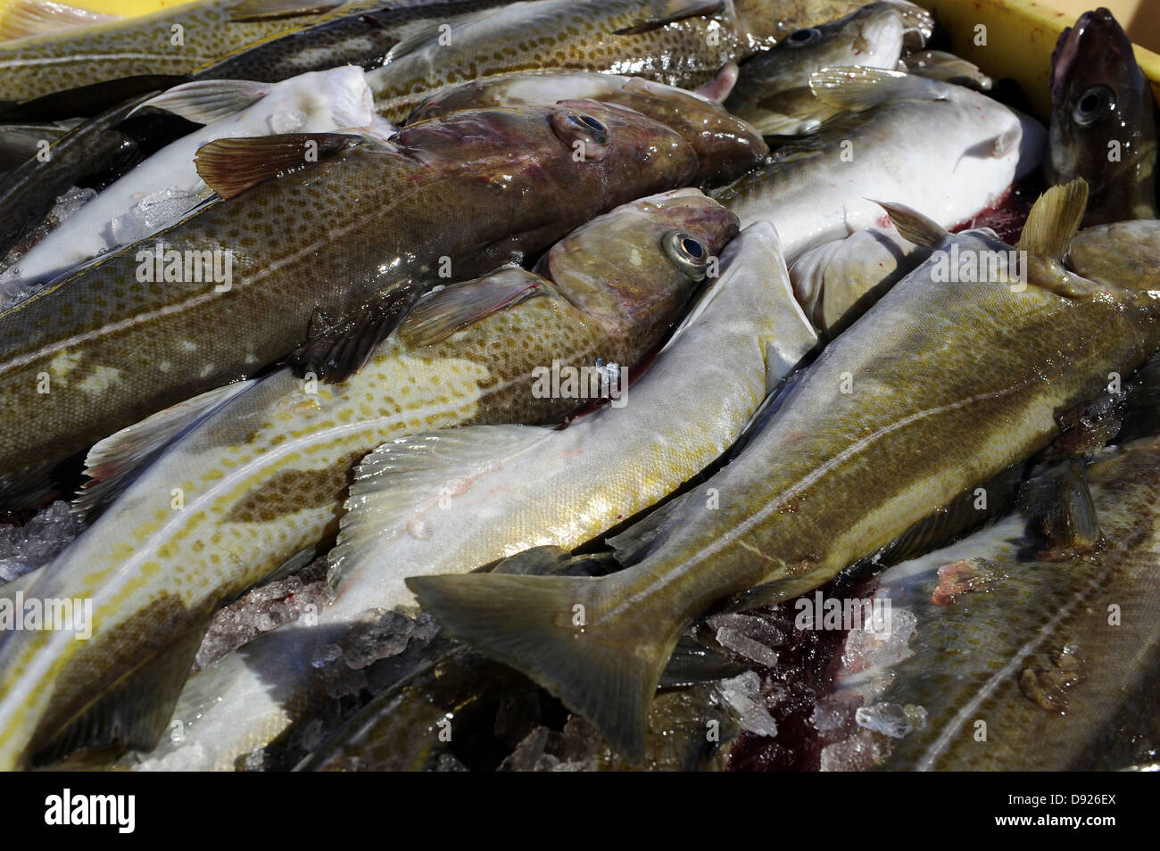 Fresh fish fishes iceland hi-res stock photography and images - Alamy