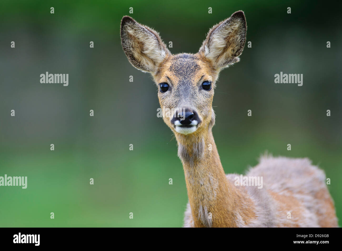 Capreolus capreolus, Reh, Rehwild, Roe Deer Stock Photo - Alamy