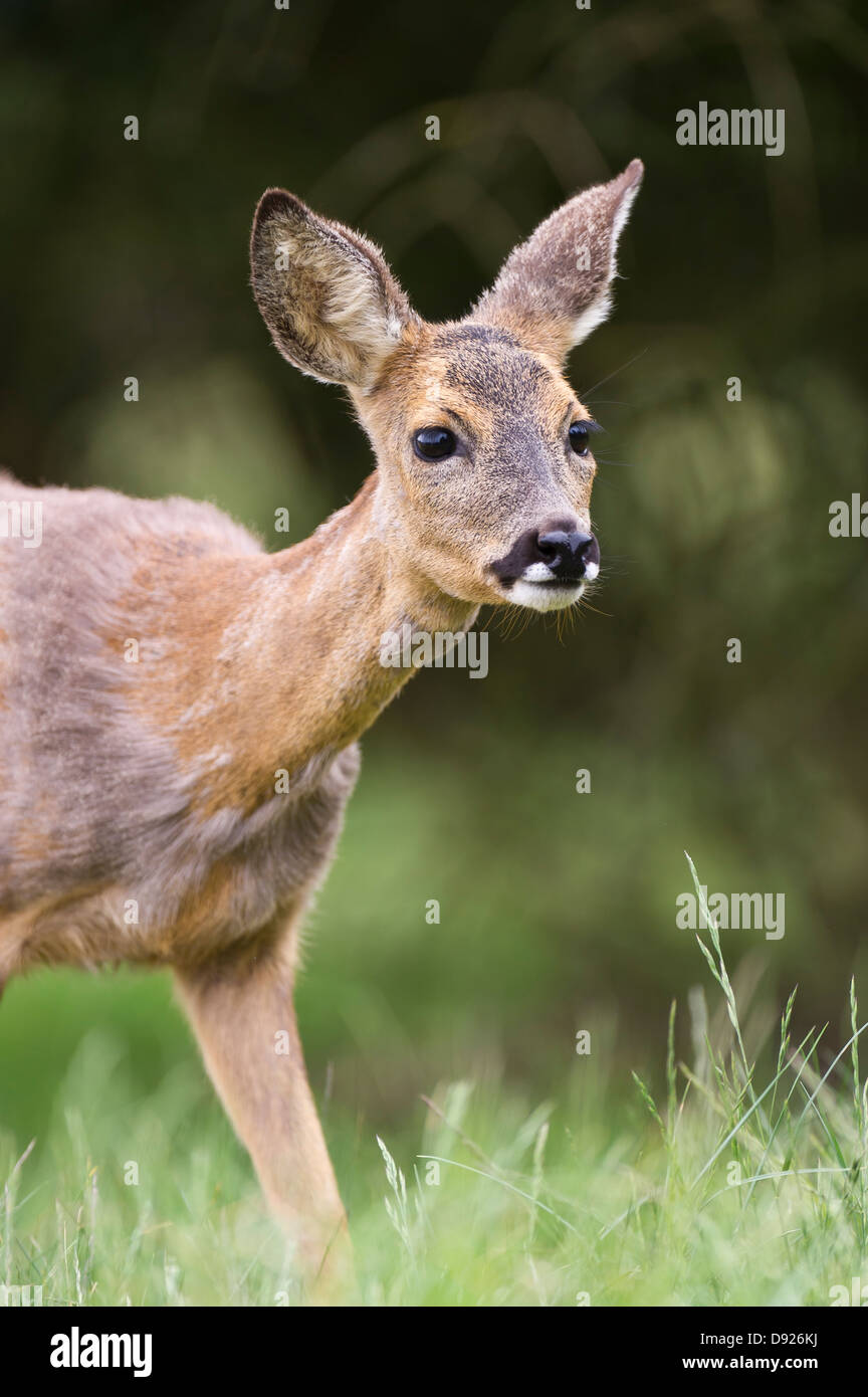 Capreolus capreolus, Reh, Rehwild, Roe Deer Stock Photo - Alamy