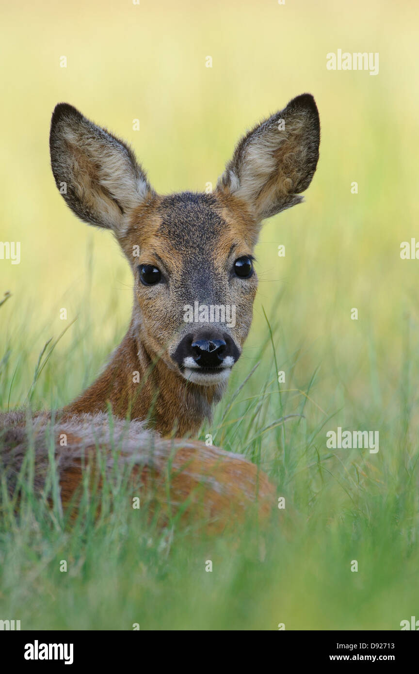 Capreolus capreolus, Reh, Rehwild, Roe Deer Stock Photo - Alamy
