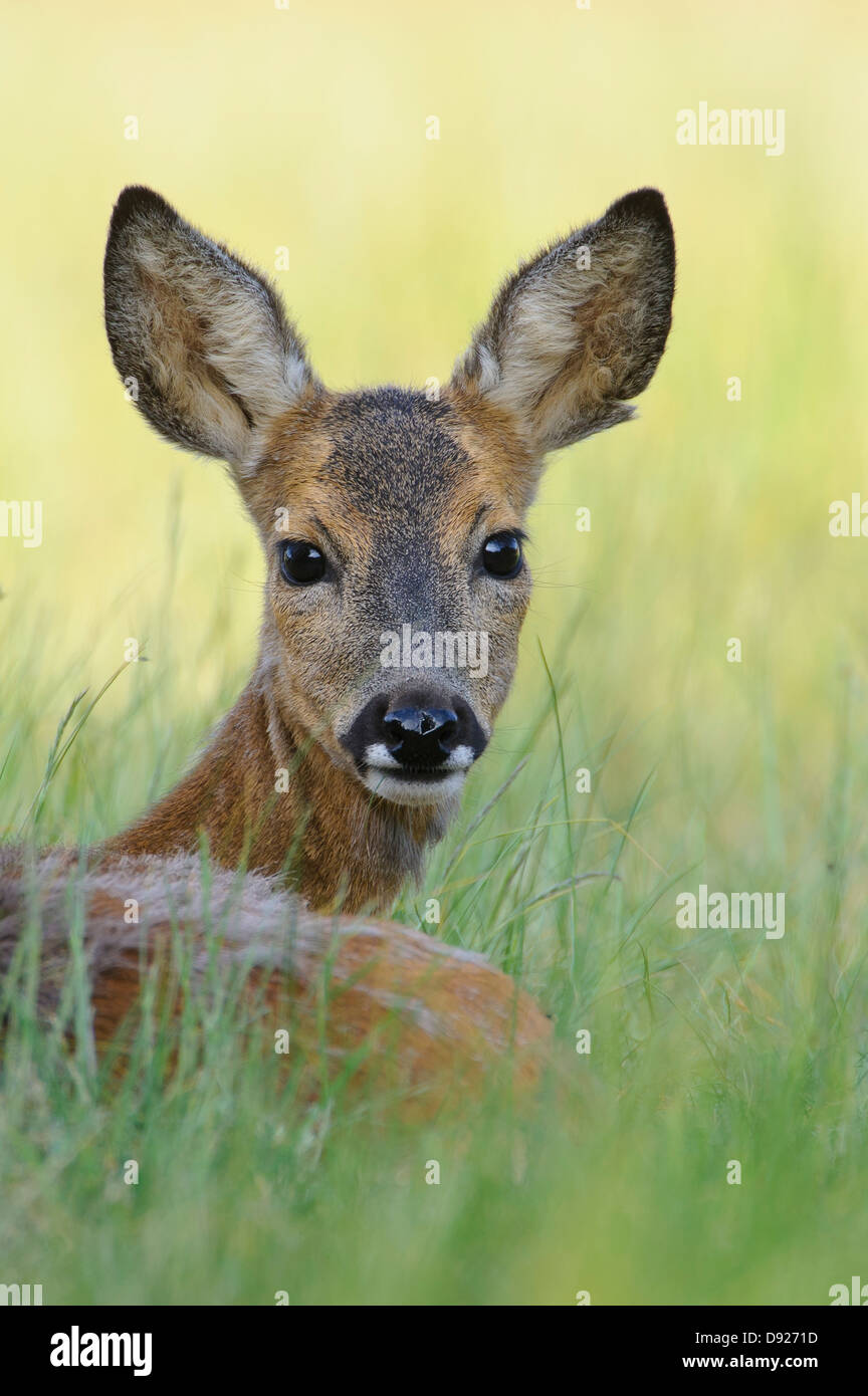 Capreolus capreolus, Reh, Rehwild, Roe Deer Stock Photo - Alamy