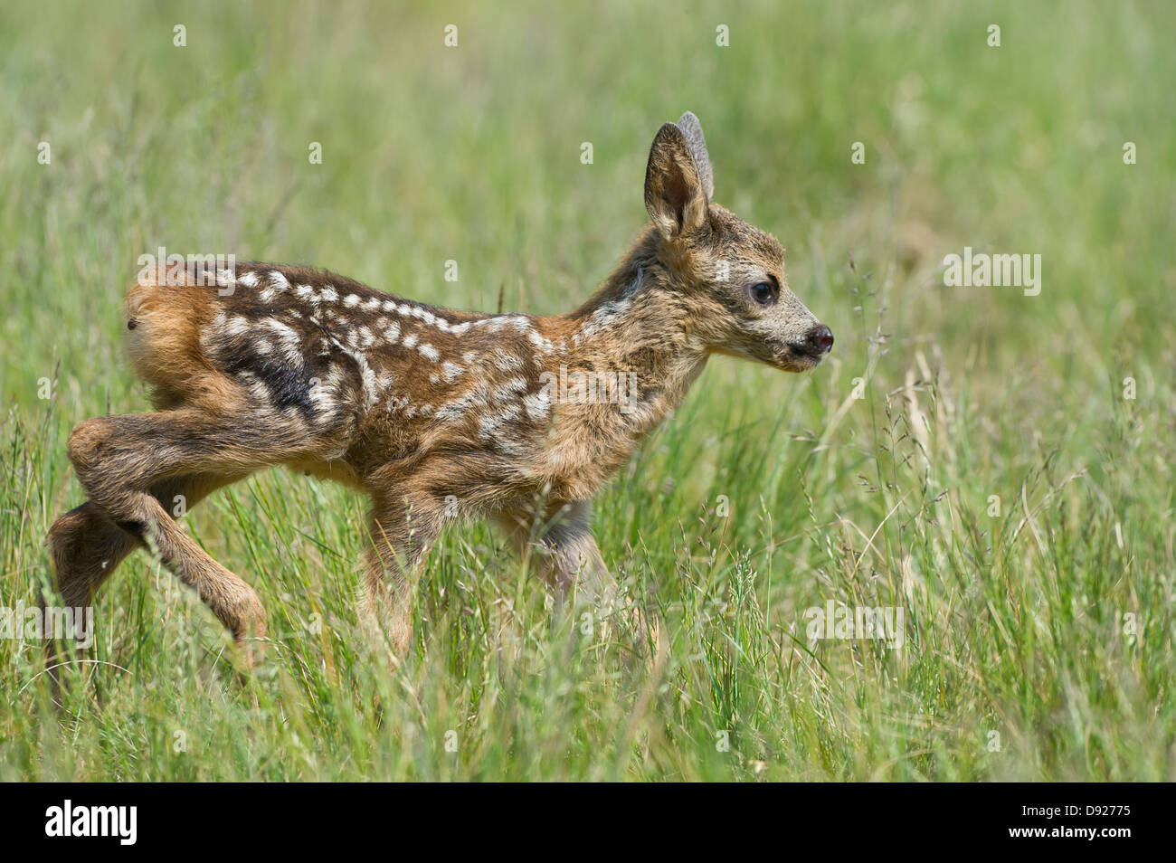 Kitz, Reh, Rehkitz Stock Photo - Alamy
