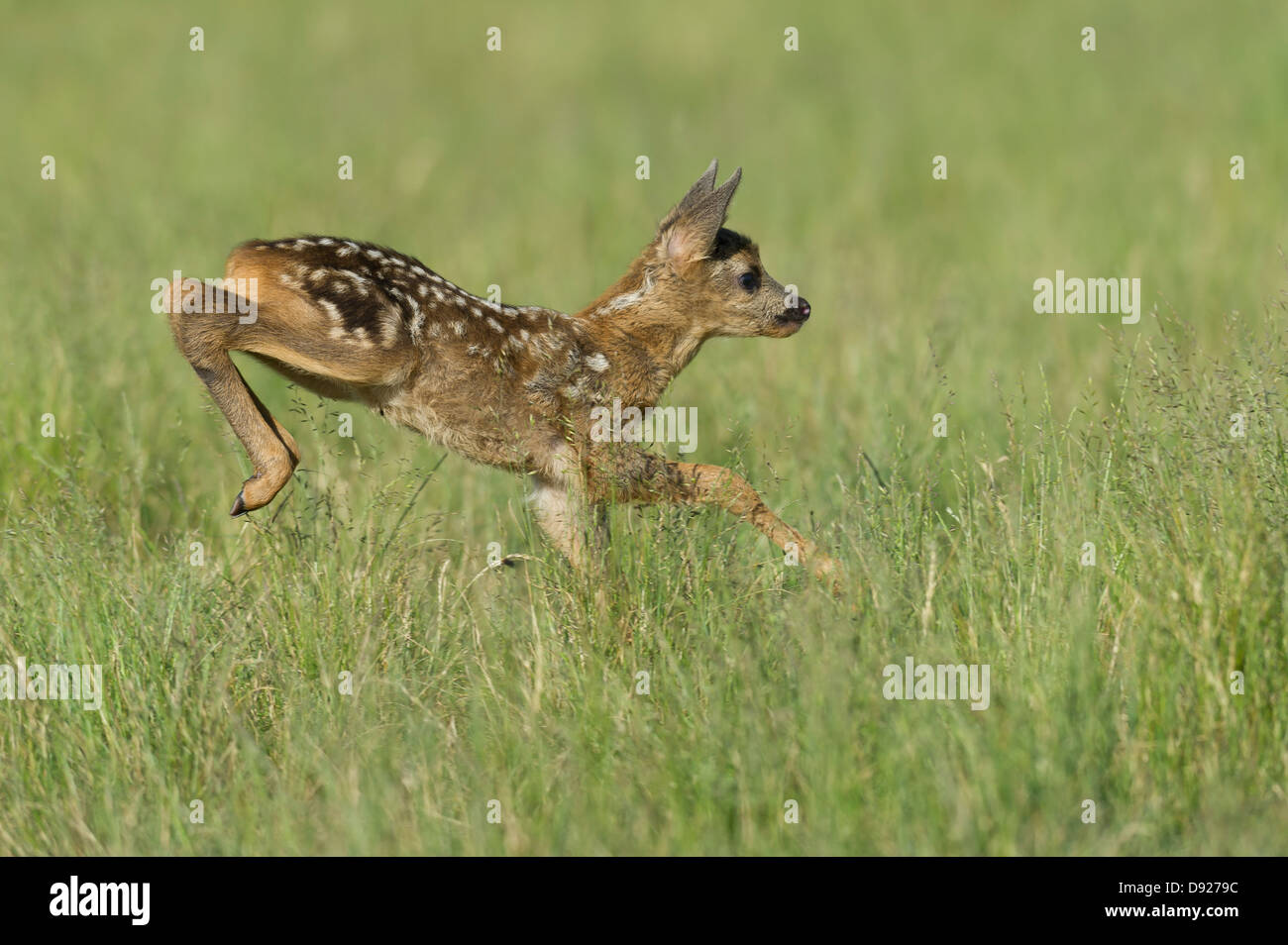 Kitz, Reh, Rehkitz Stock Photo - Alamy