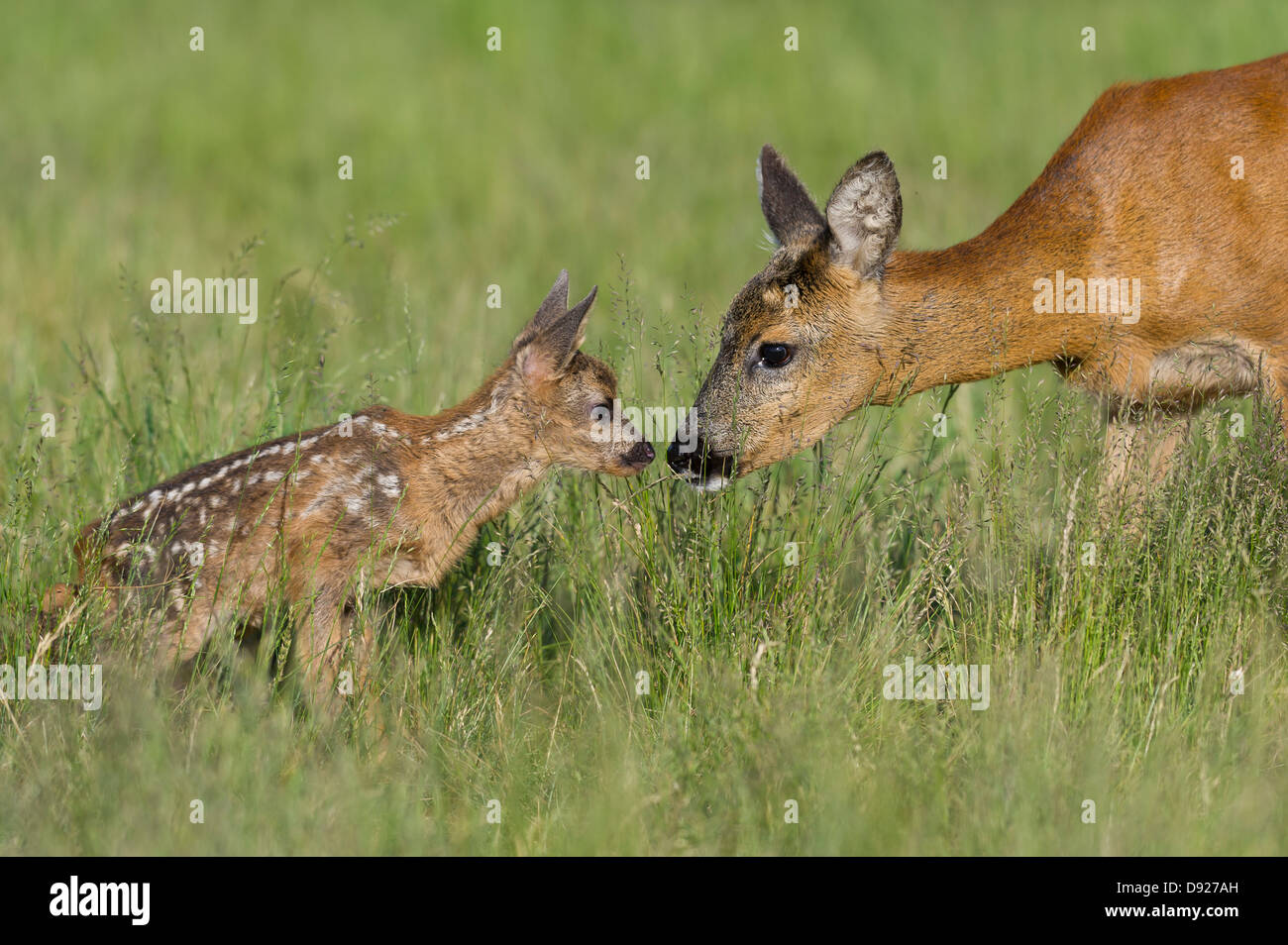 Kitz und Ricke, Reh, Rehkitz Stock Photo - Alamy