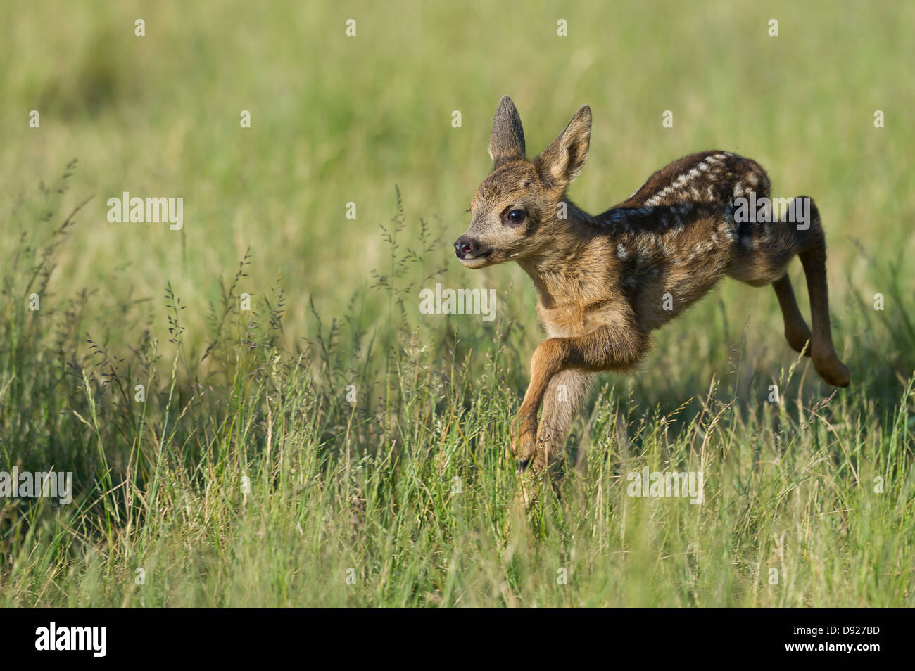 Kitz, Reh, Rehkitz Stock Photo - Alamy
