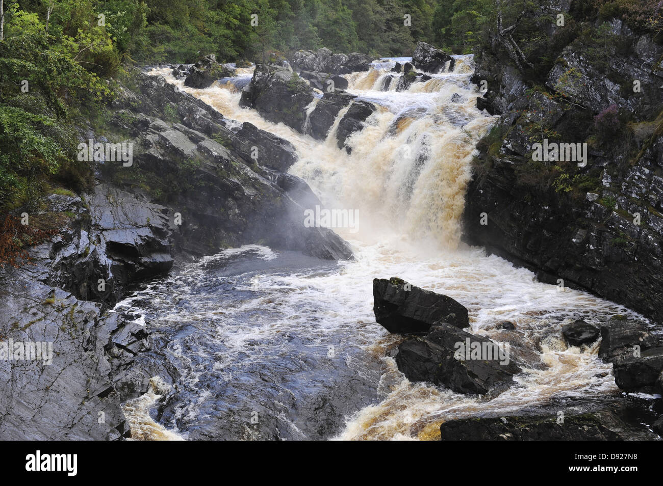 Contin forest hi-res stock photography and images - Alamy