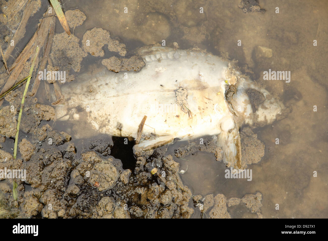 A dead fish in a polluted lake Stock Photo - Alamy