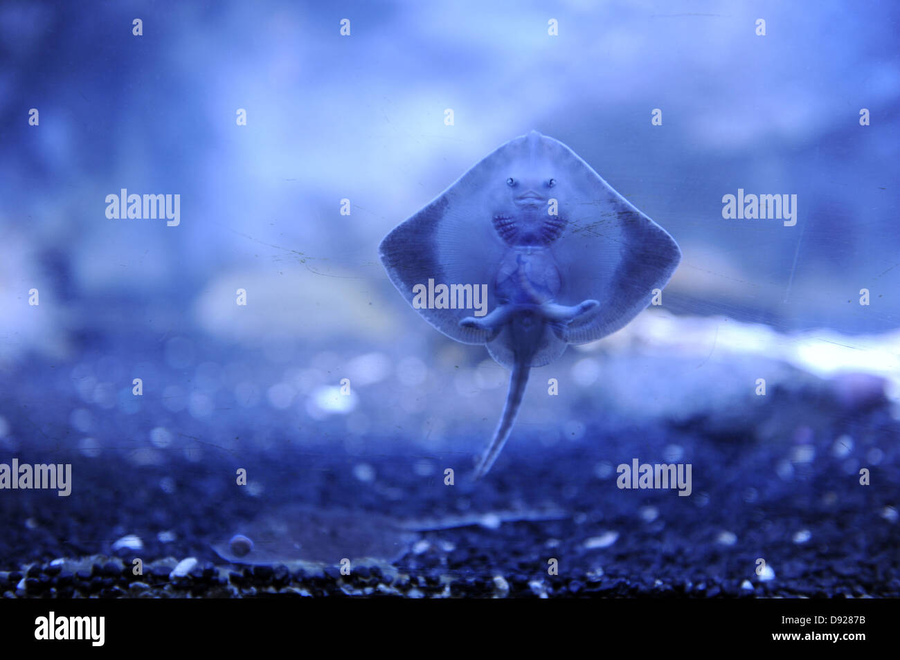 Ray, The Scottish Sea Life Sanctuary, Barcaldine, Oban, Argyll ...