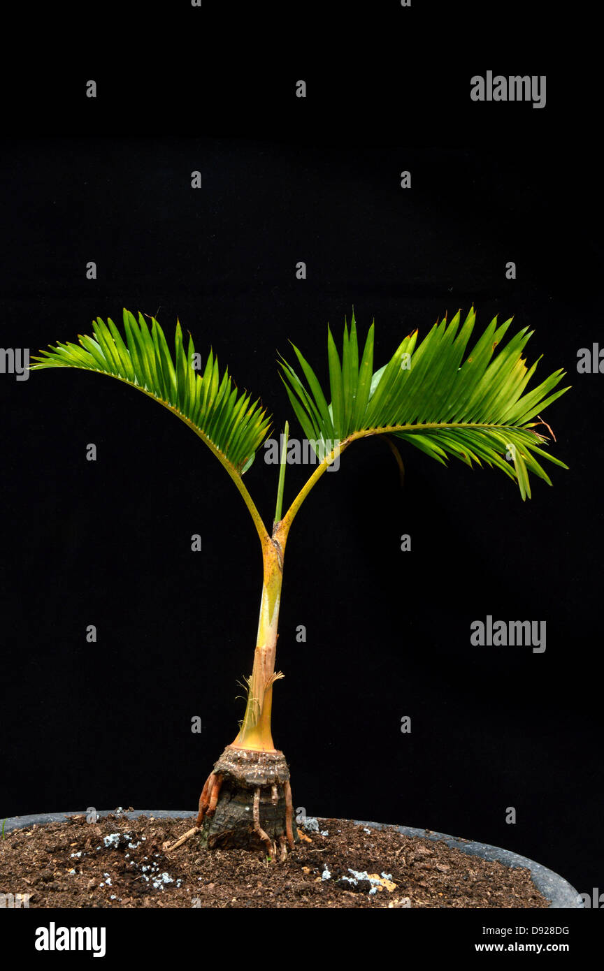 bonsai palm tree on black background Stock Photo - Alamy