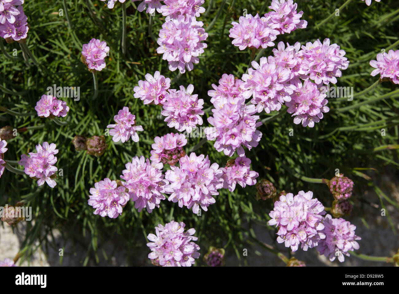 Sea Pink / Thrift - Armeria Maratima Sea Pinks coastal flowers growing ...