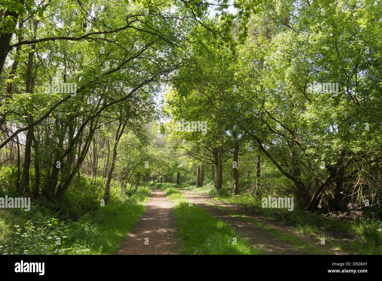 Disused Railway Walking Trail Path Cycleway Through Forest with dappled ...