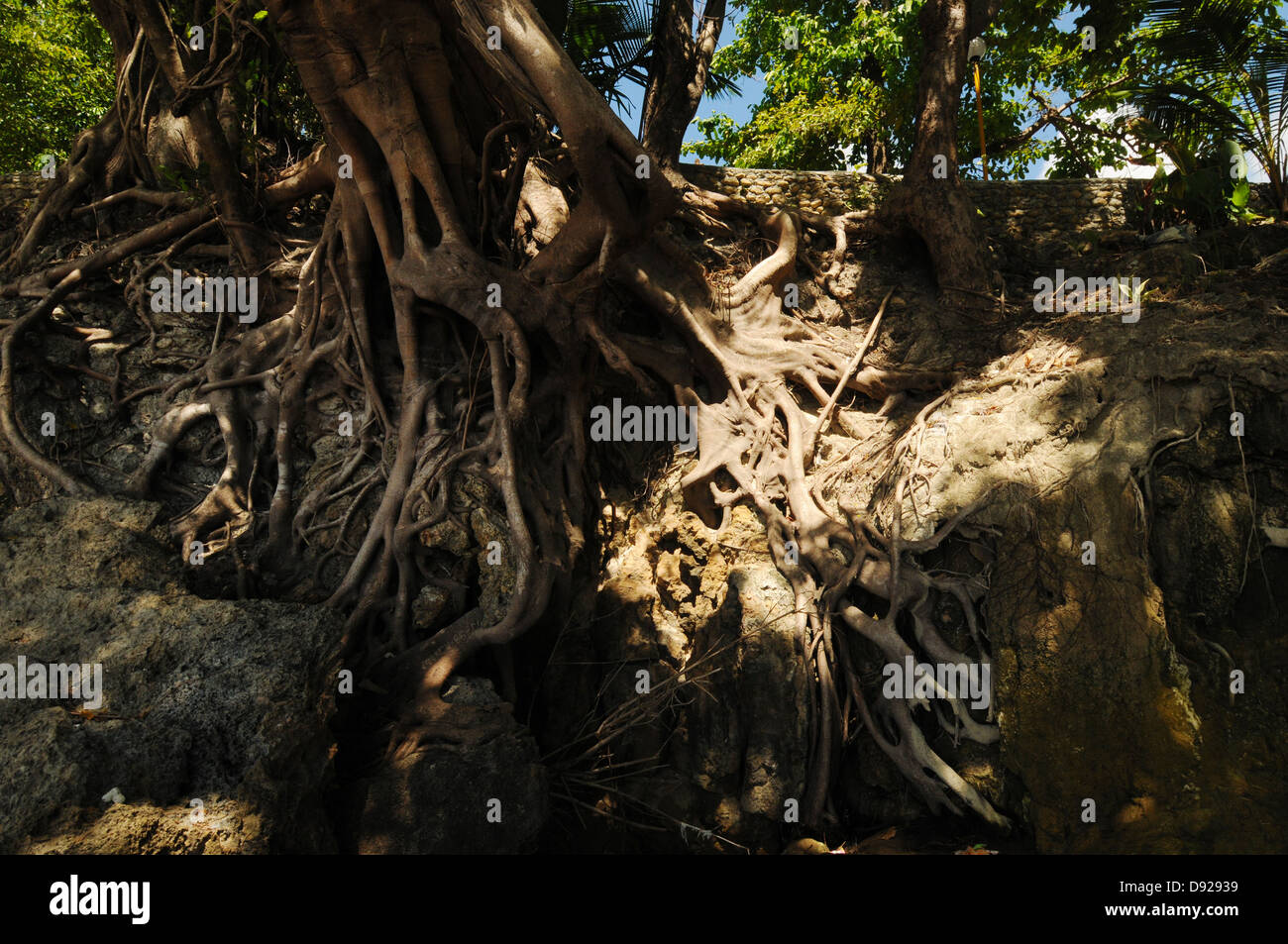 Bare roots of an old tree groing on rocks at the sea shore. Mindoro ...