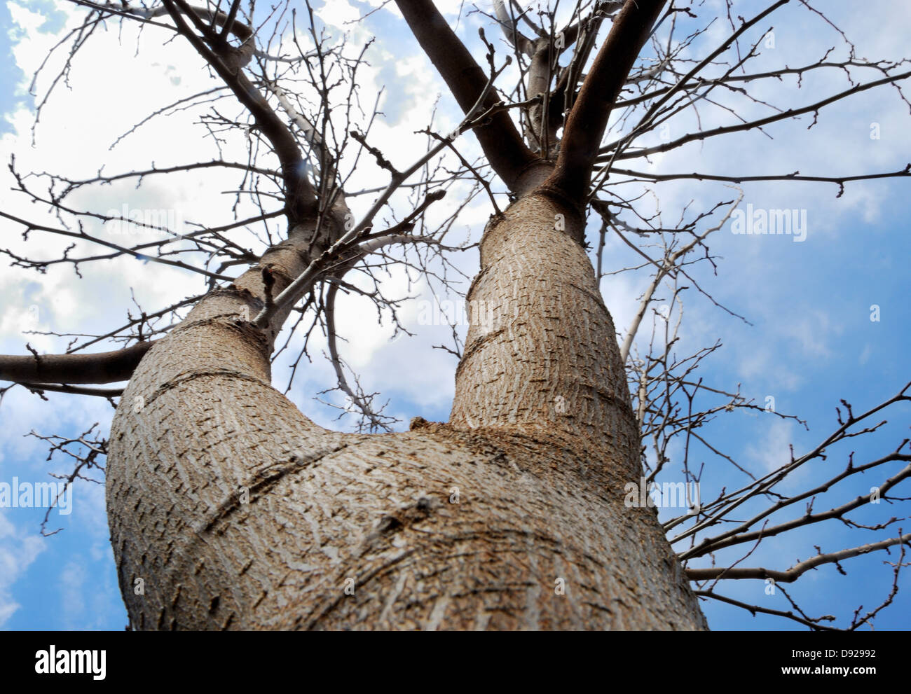 Thin trunk hi-res stock photography and images - Alamy