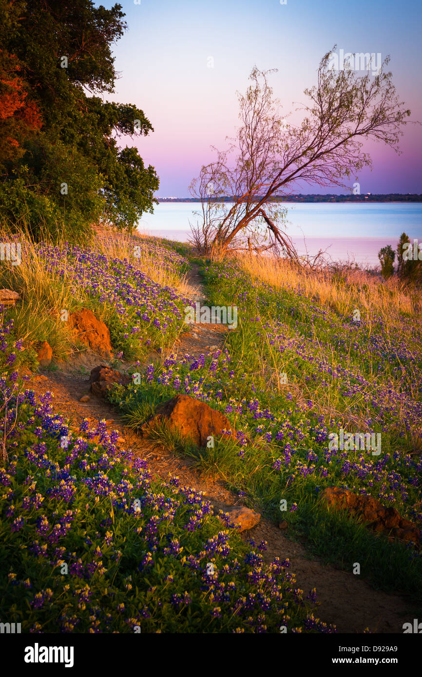Bluebonnets at Grapevine Lake in North Texas Stock Photo - Alamy