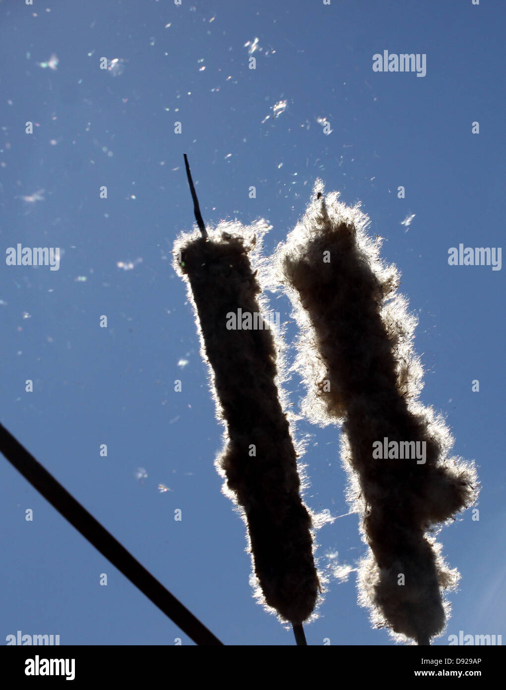 cattail seed distribution by wind Stock Photo - Alamy