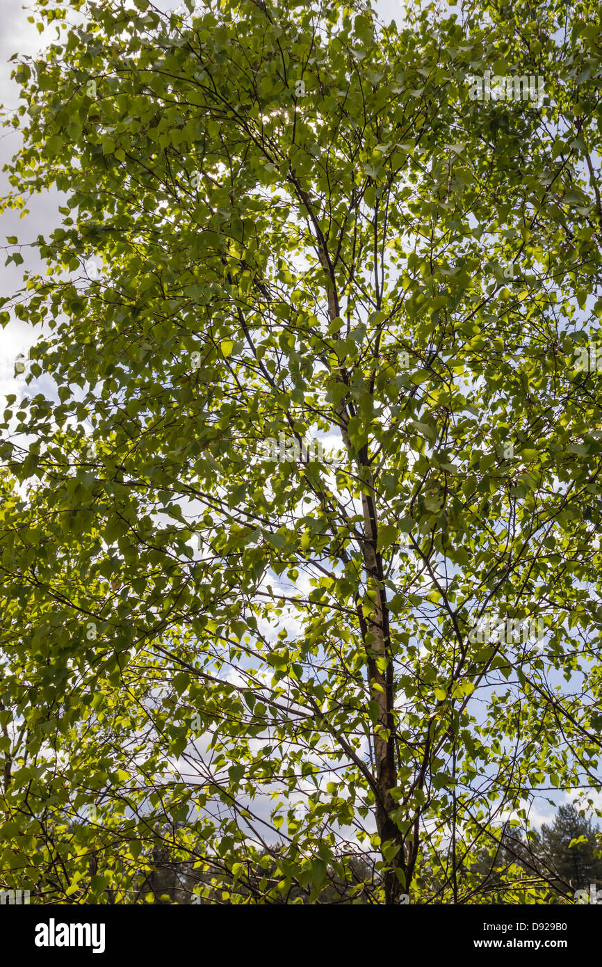 Young silver birch tree green leaves Stock Photo - Alamy