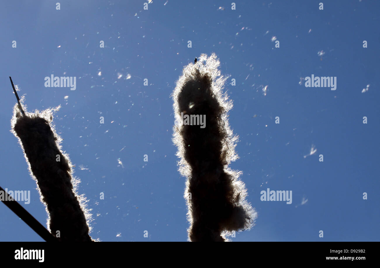cattail seed distribution by wind Stock Photo - Alamy