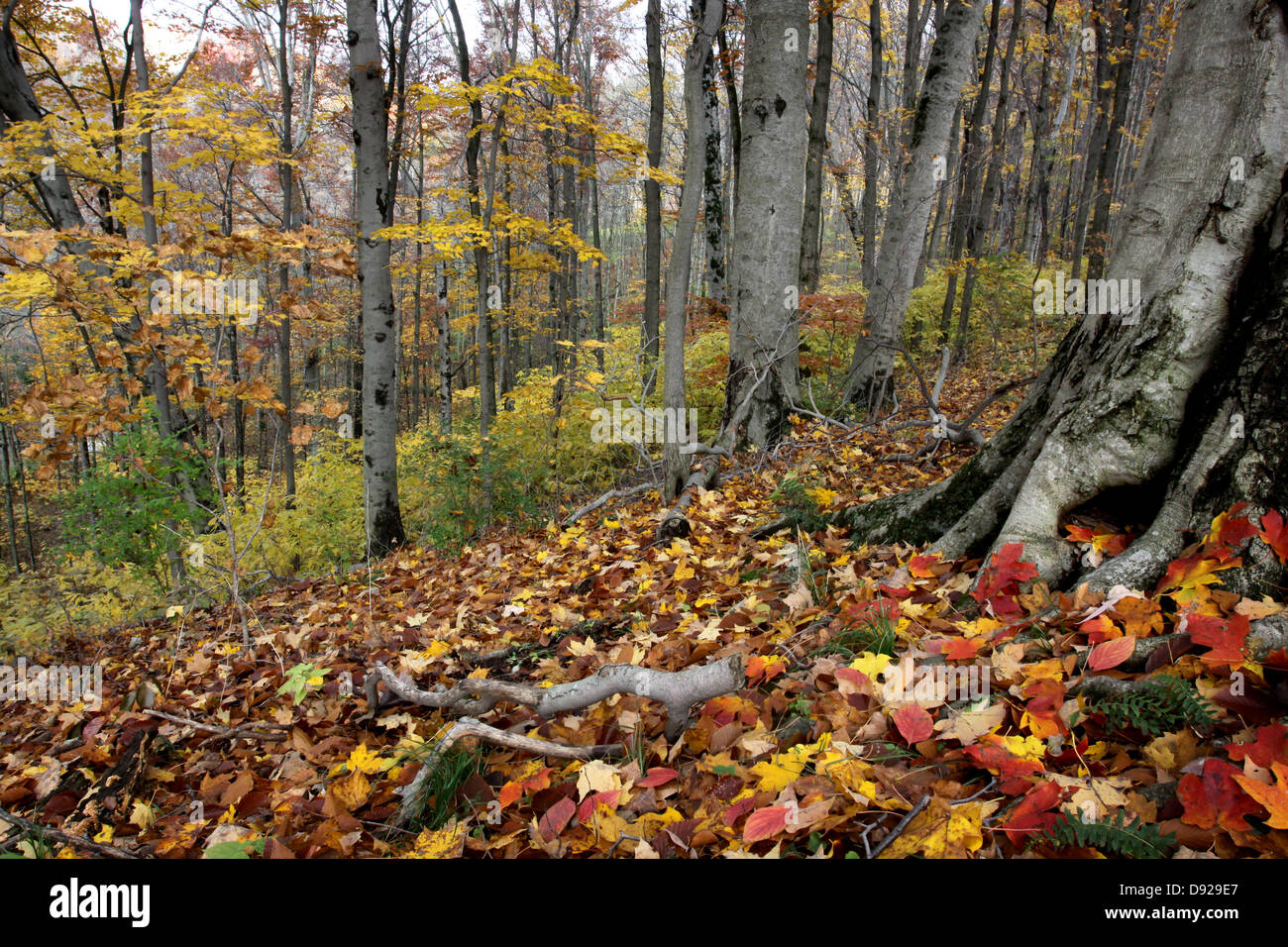 Beech tree roots fall leaves forest in Ohio Stock Photo - Alamy