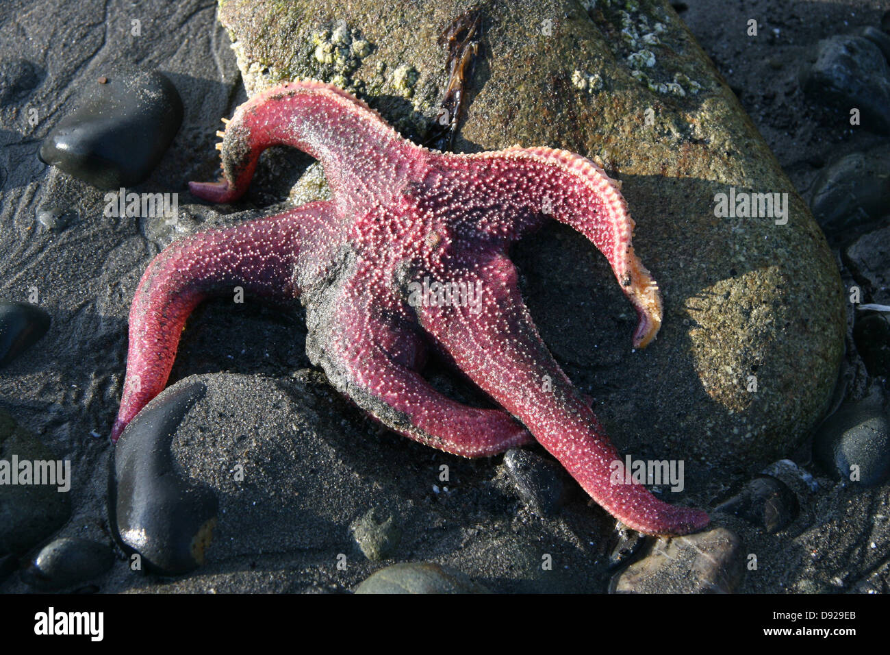 homer spit, homer, kachemak bay, alaska, usa Stock Photo - Alamy