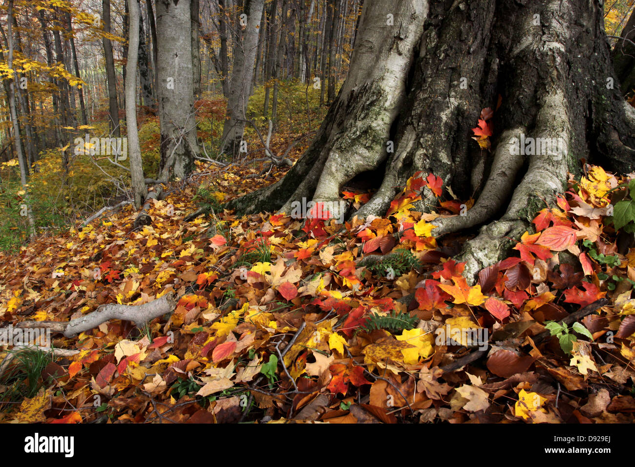 Beech tree roots fall leaves forest in Ohio Stock Photo - Alamy