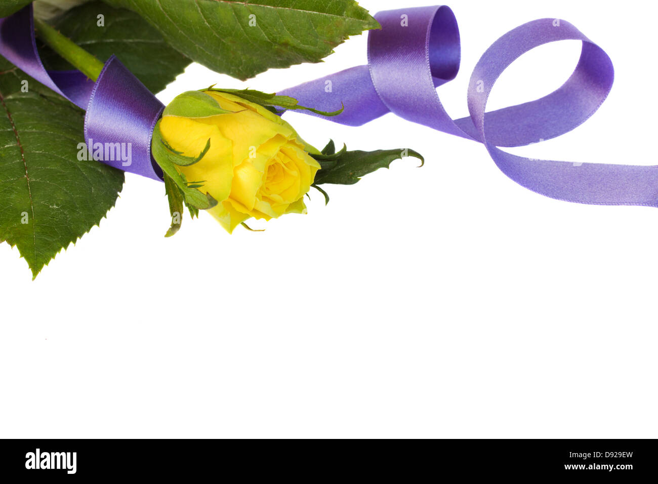 yellow rose with ribbon Stock Photo - Alamy