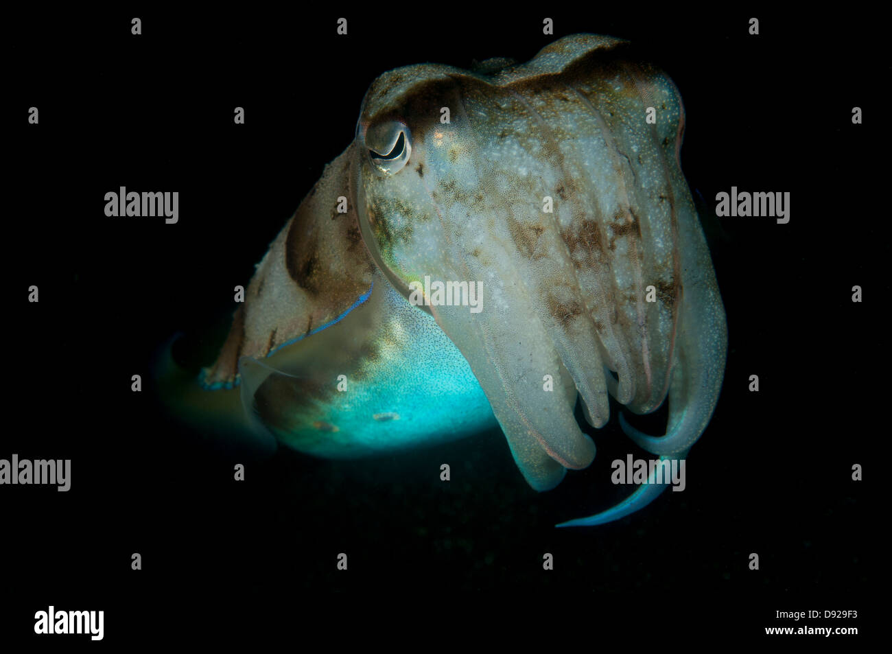 Mollusca scuba swim turquoise white tentacle hi-res stock photography ...
