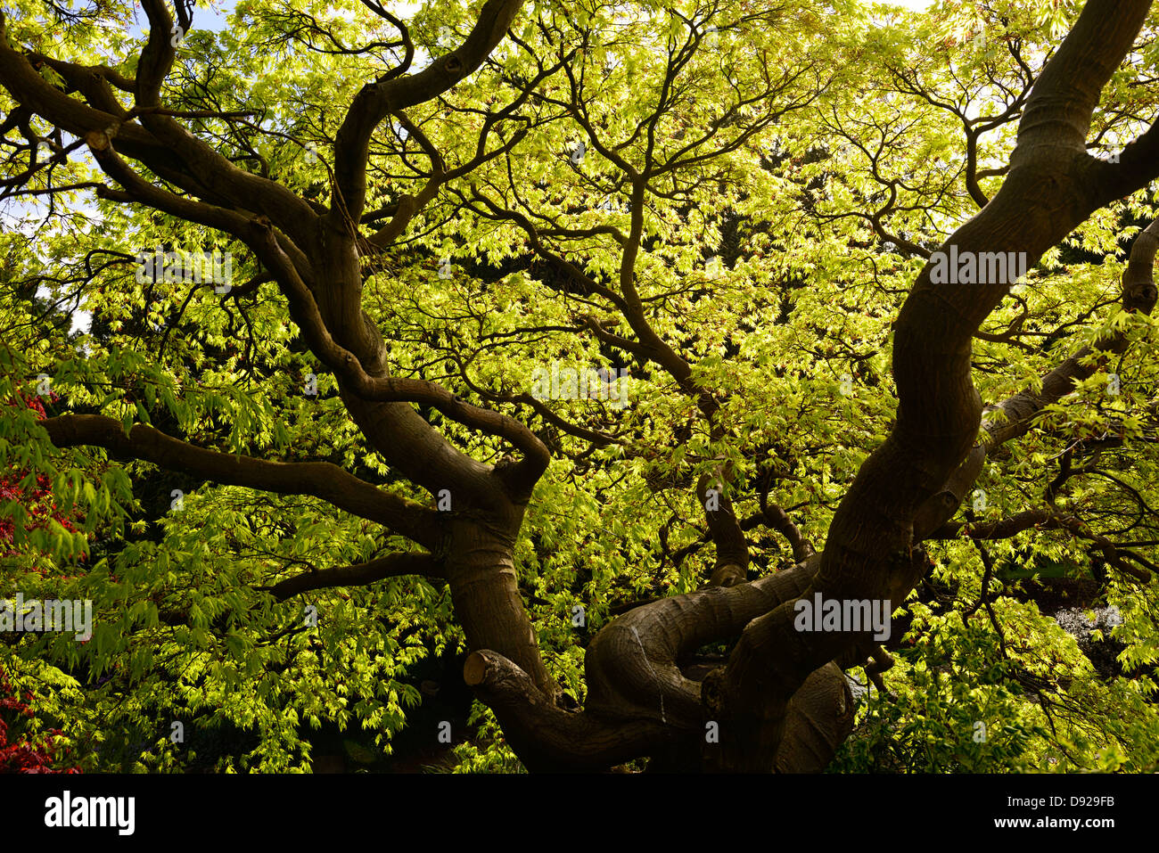 Acer palmatum mature tree spring green leaves backlit backlight ...