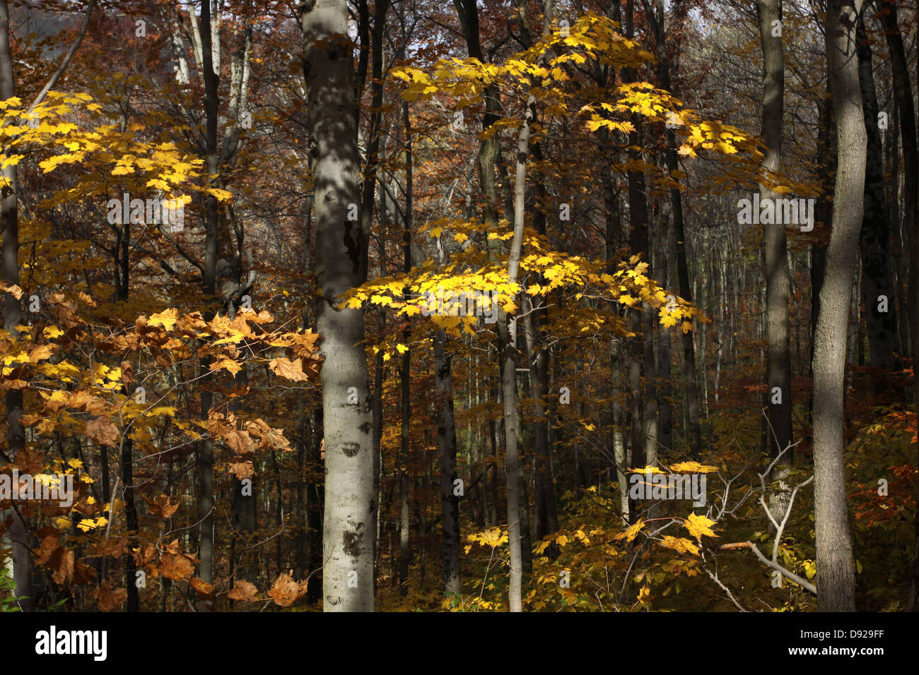 Beech tree woodland ohio deciduous hi-res stock photography and images ...
