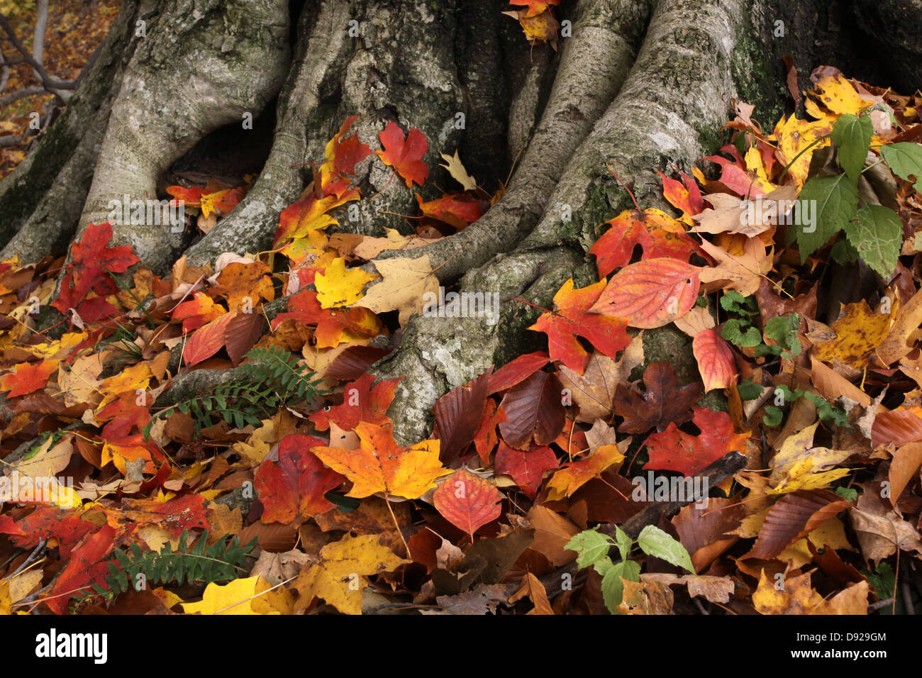Beech tree roots fall leaves forest in Ohio Stock Photo - Alamy