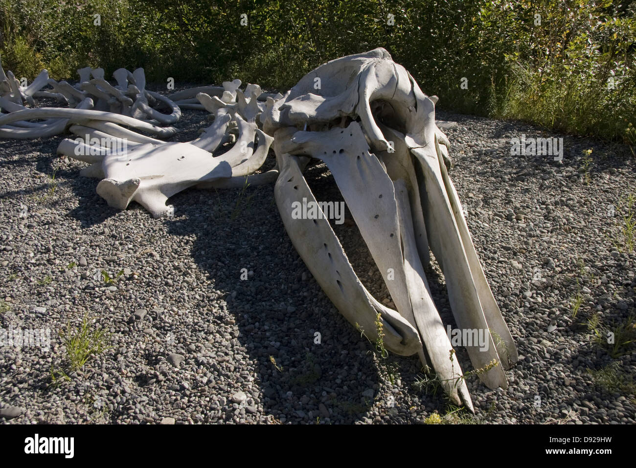 Skeleton geography hi-res stock photography and images - Alamy